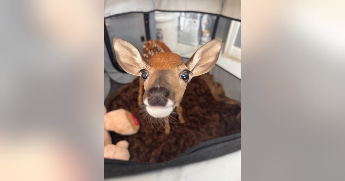 Austin Wildlife Rescue seeks food donations for rescued animals | FOX 7 ...