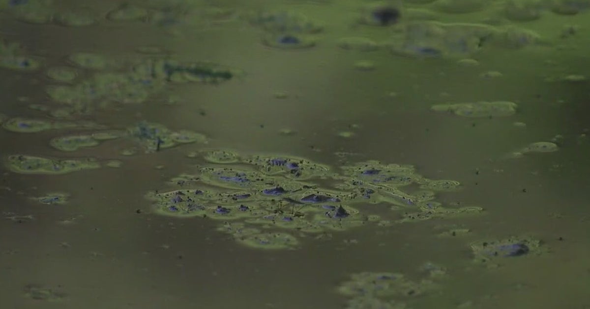 City of Austin continues to treat toxic blue-green algae in Lady Bird ...