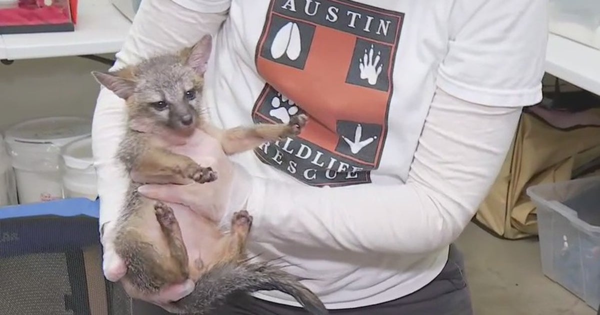 Austin Wildlife Rescue needs new home for intake center by end of November | FOX 7 Austin