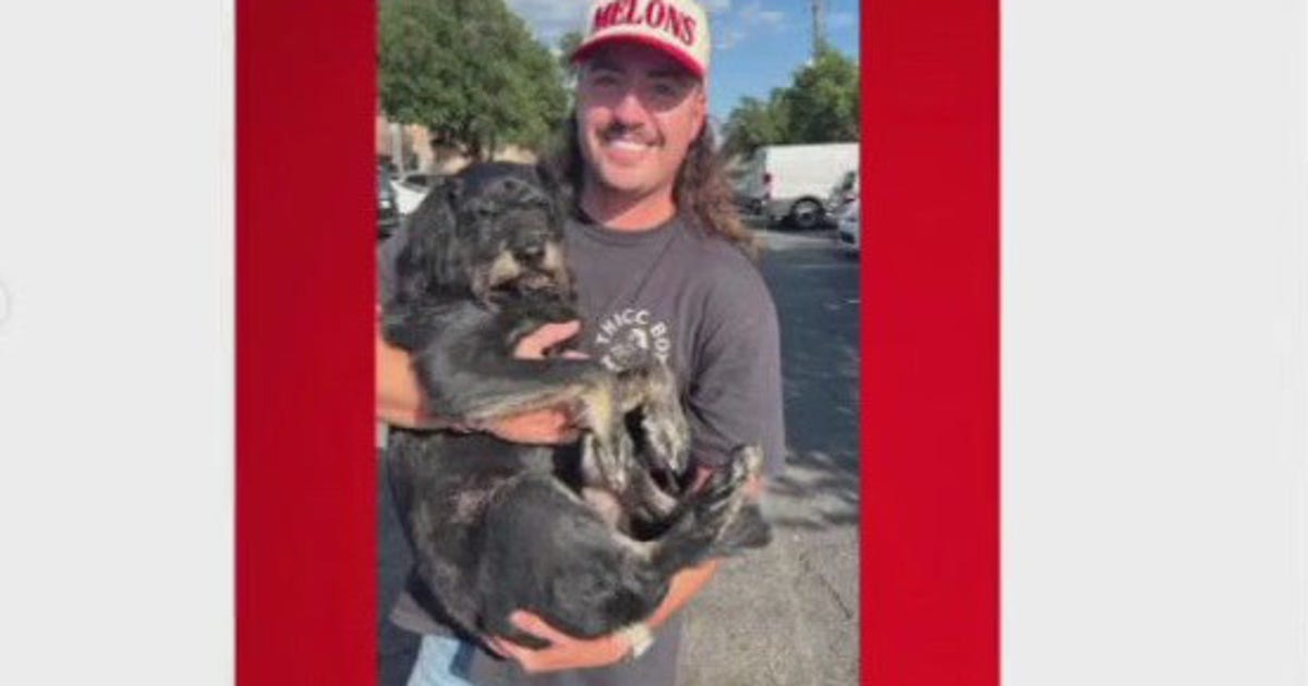 Missing dog Noodles reunited with food influencer owner | FOX 7 Austin