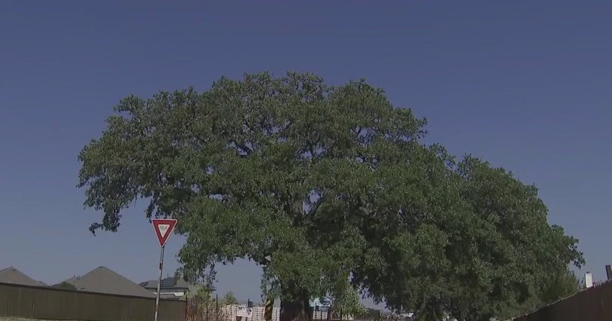 400-year-old tree in Kyle soon to be relocated; city approves nearly ...