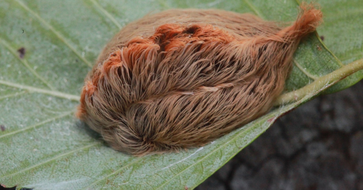 Asp season in Texas means watching for fuzzy, venomous caterpillars ...