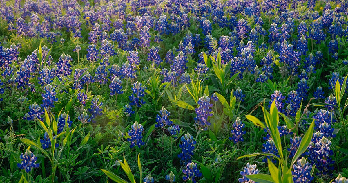 Looking for bluebonnets? You might have to search harder this year ...