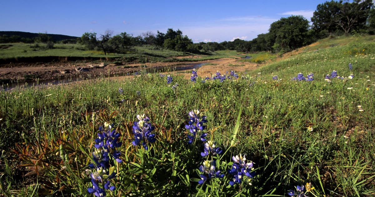Where are the best places to see Bluebonnets in Central Texas? | FOX 7 ...