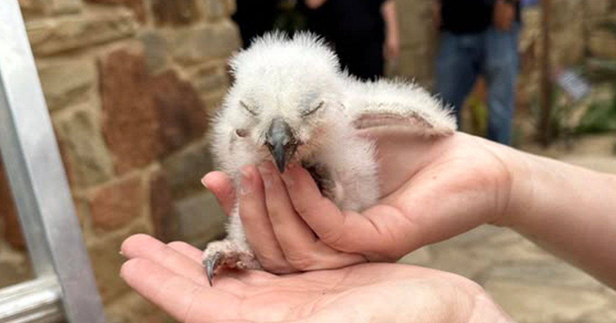 Athena the owl: 2nd owlet discovered to be alive | FOX 7 Austin