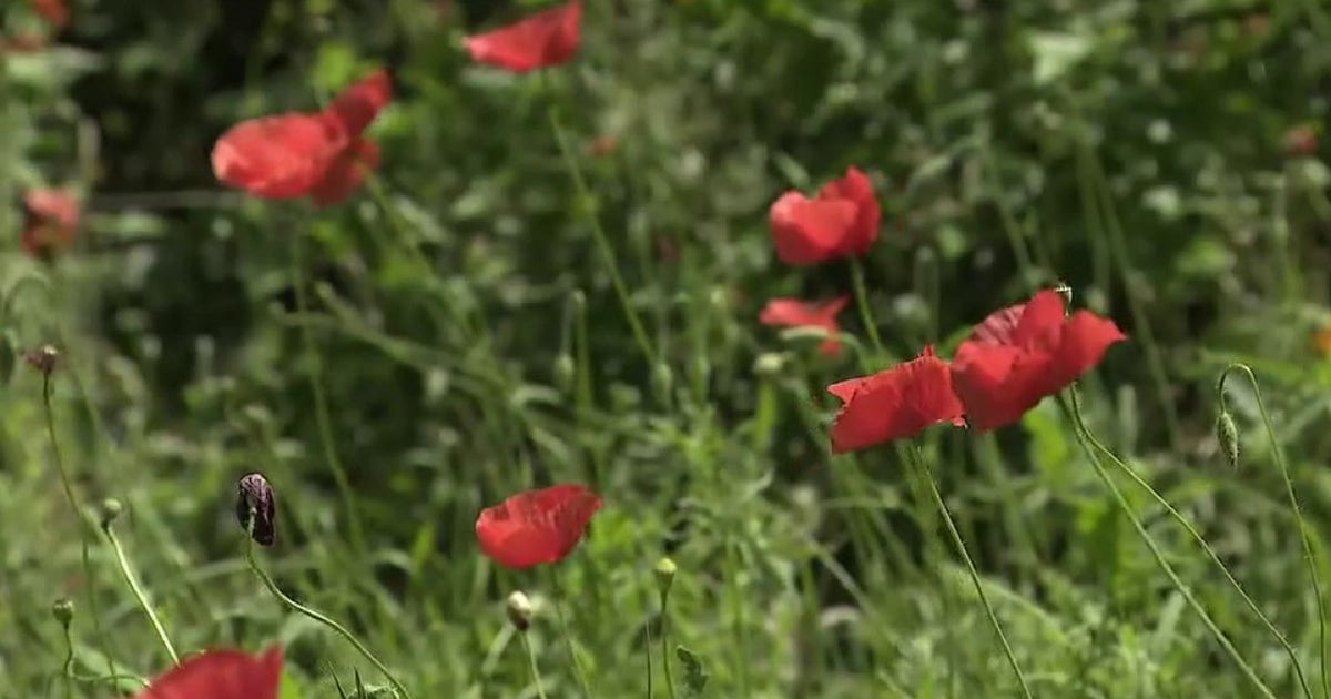 Georgetown Red Poppy Festival returns; vendors hope for high sales ...