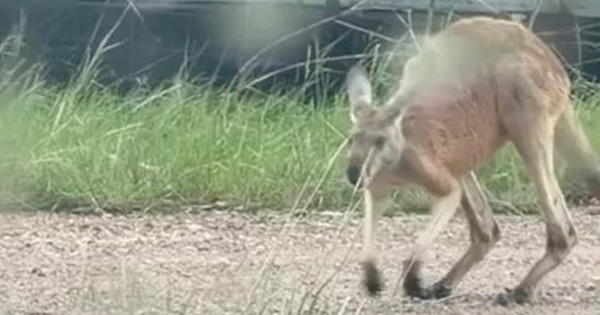 Runaway kangaroo spotted on Texas highway | FOX 7 Austin