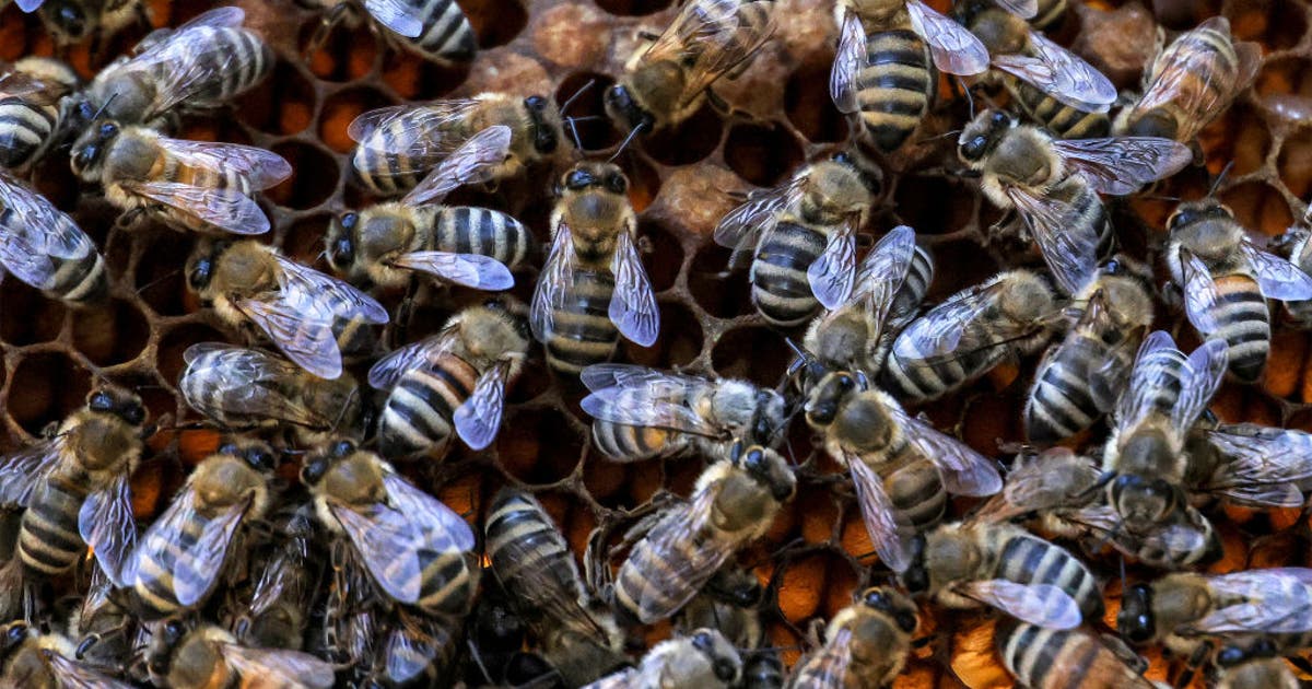 Swarm of bees attack Sunset Valley resident; officials urge precautions ...