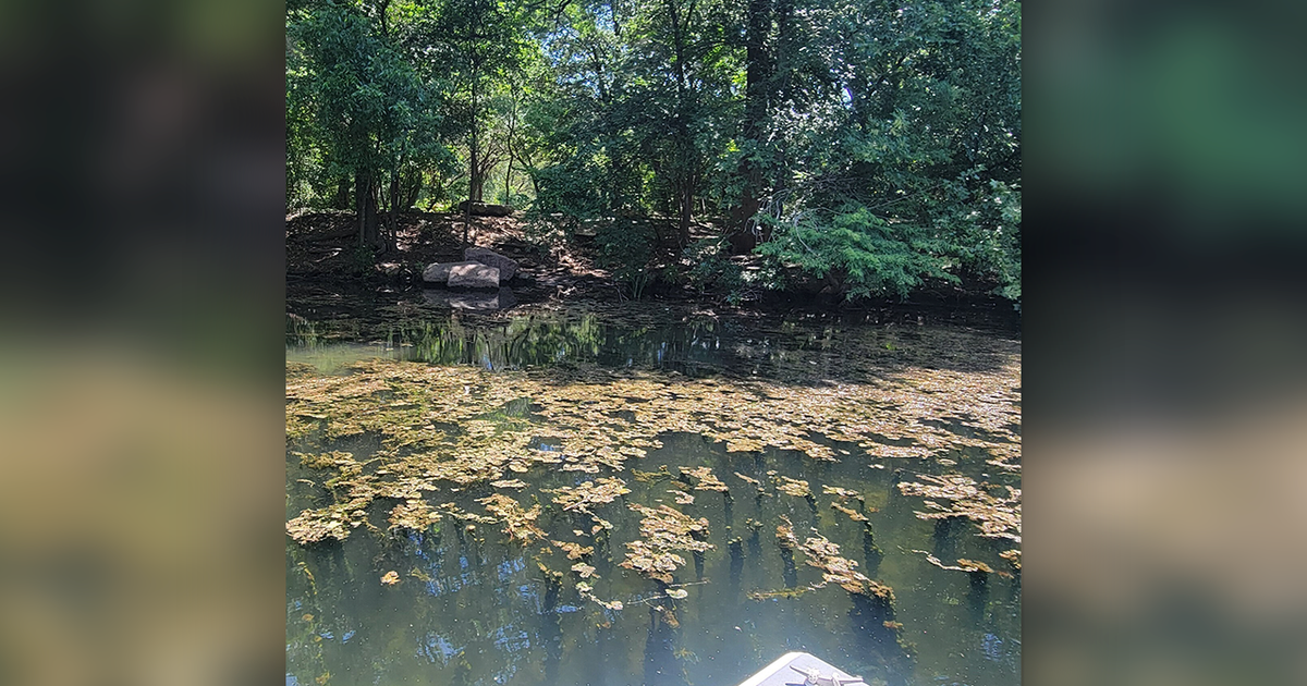 Possibly toxic blue-green algae found on Lady Bird Lake & Lake Austin ...