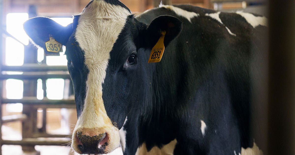 Texas dairy herd tests positive for bird flu | FOX 7 Austin