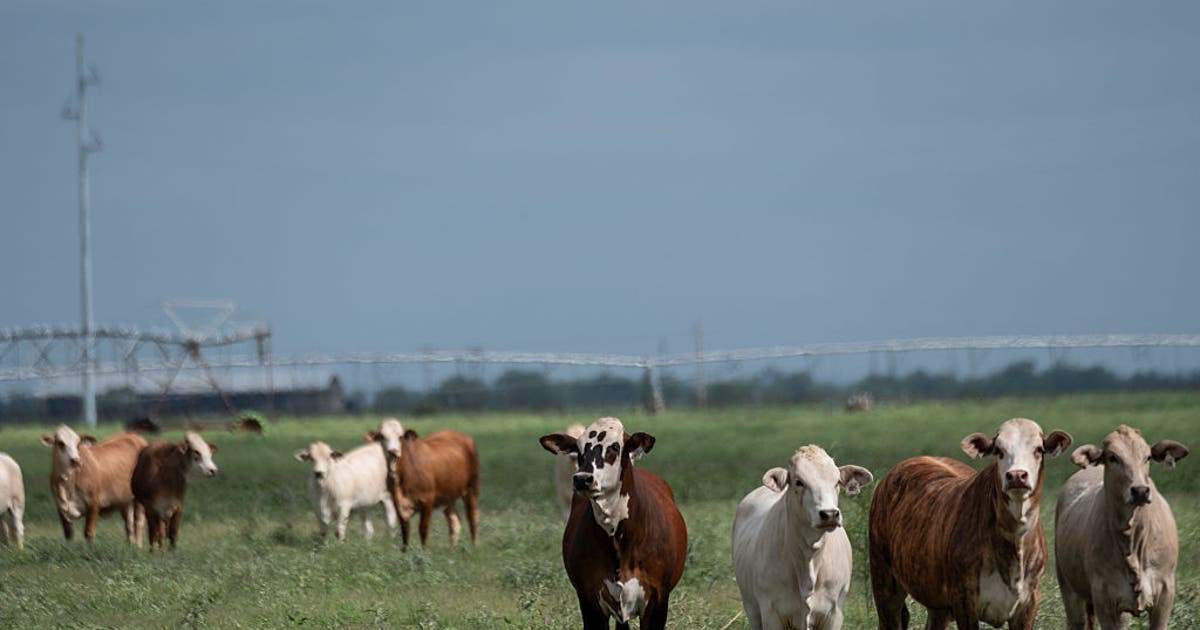 Texas Screwworm Outbreak: 6 Cases Confirmed & Quarantines Enacted | FOX ...