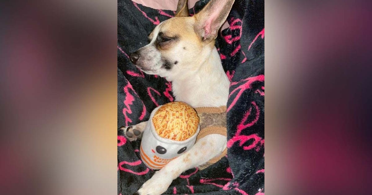 Dog seriously injured after found in trash compactor in Austin, owner ...