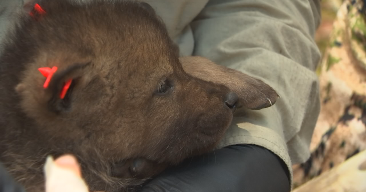 WOLF WEEK: Inside the wolf den | FOX 9 Minneapolis-St. Paul