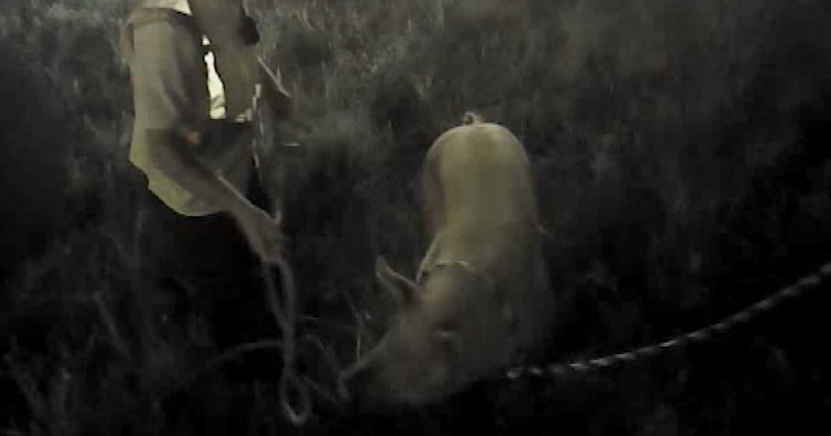 200-pound pig found wandering along I-95 near Daytona Beach | FOX 9 ...