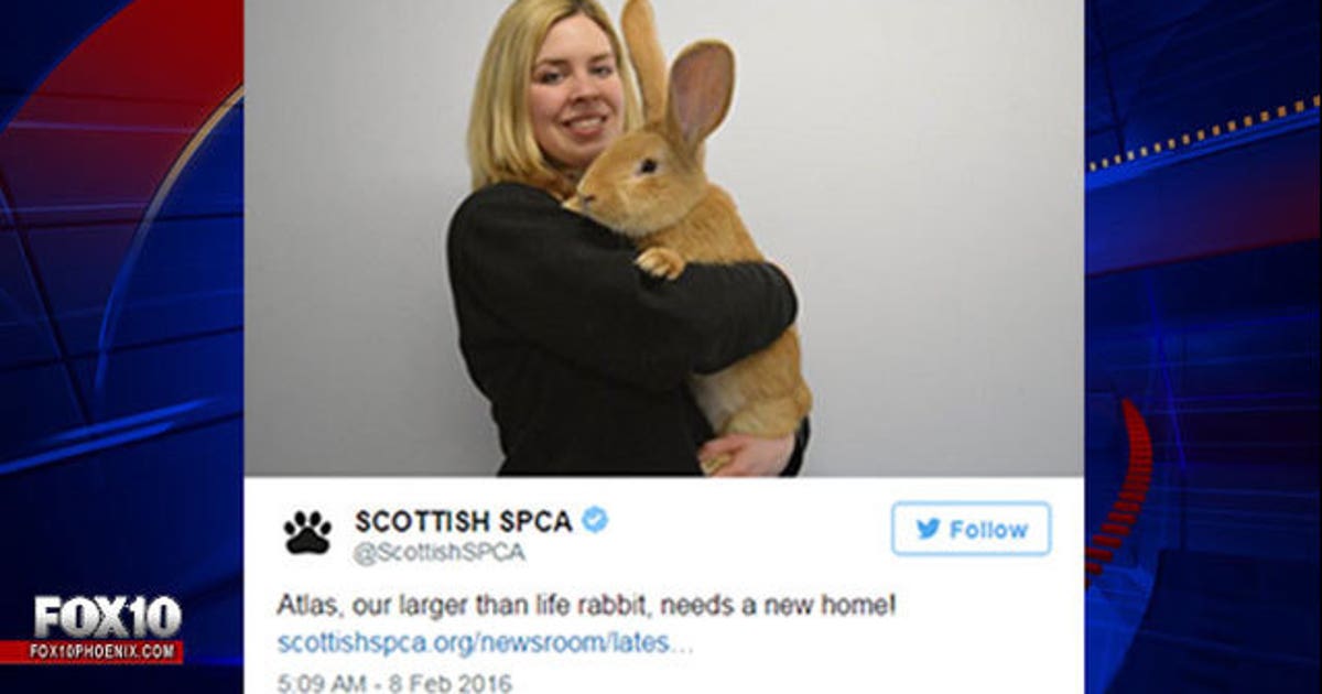 Giant Scottish rabbit seeks new home | FOX 9 Minneapolis-St. Paul