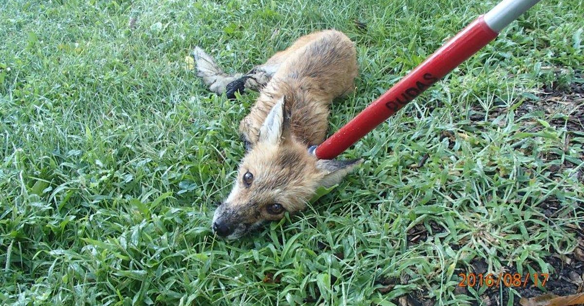 Fox captured, killed after woman is bit near Lake Harriet | FOX 9 ...