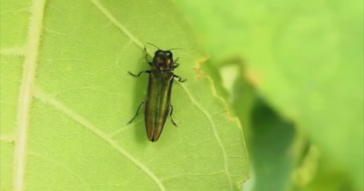 Emerald ash borer found in 4 new Minnesota counties, quarantine ...