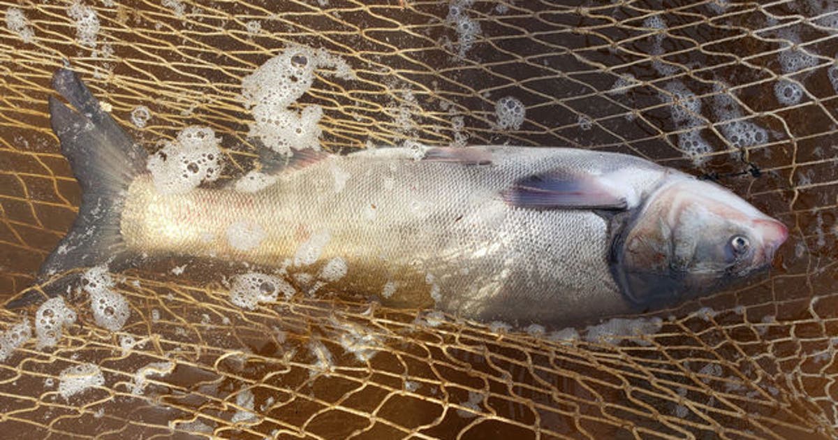Minnesota DNR, partners haul in a record number of invasive carp | FOX ...