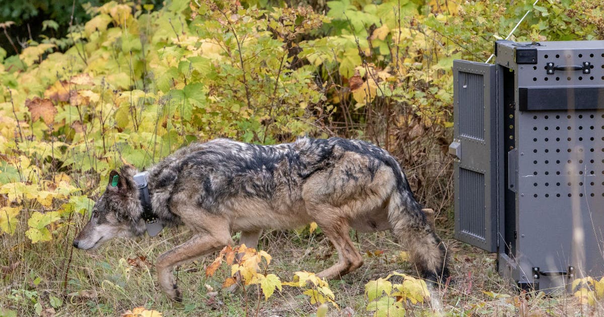 4 to 6 more wolves facing prey shortage to be relocated to Isle Royale ...
