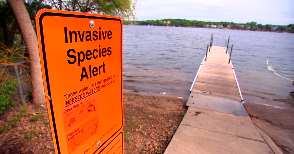 How to help stop the spread of invasive species in Minnesota | FOX 9 ...