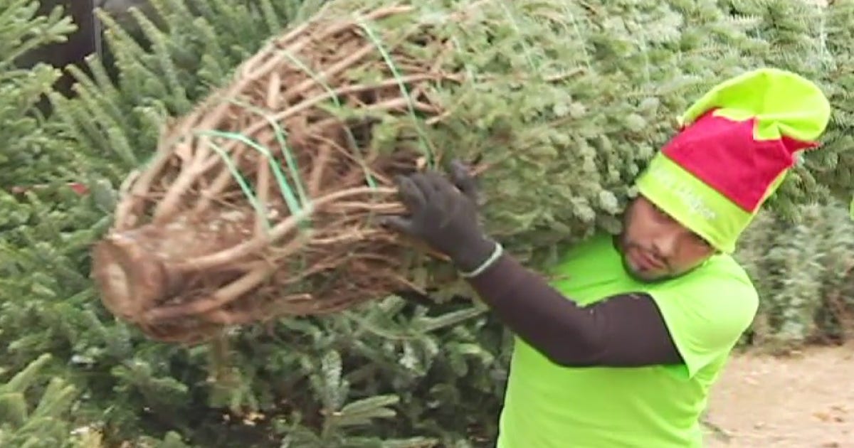 Dispose Christmas trees properly to avoid invasive species spreading ...
