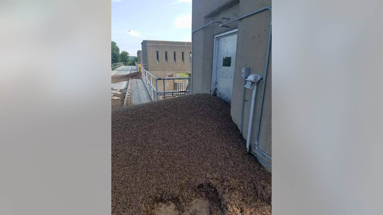 Dead mayflies leave massive mounds at Lock and Dam in Welch, Minnesota ...