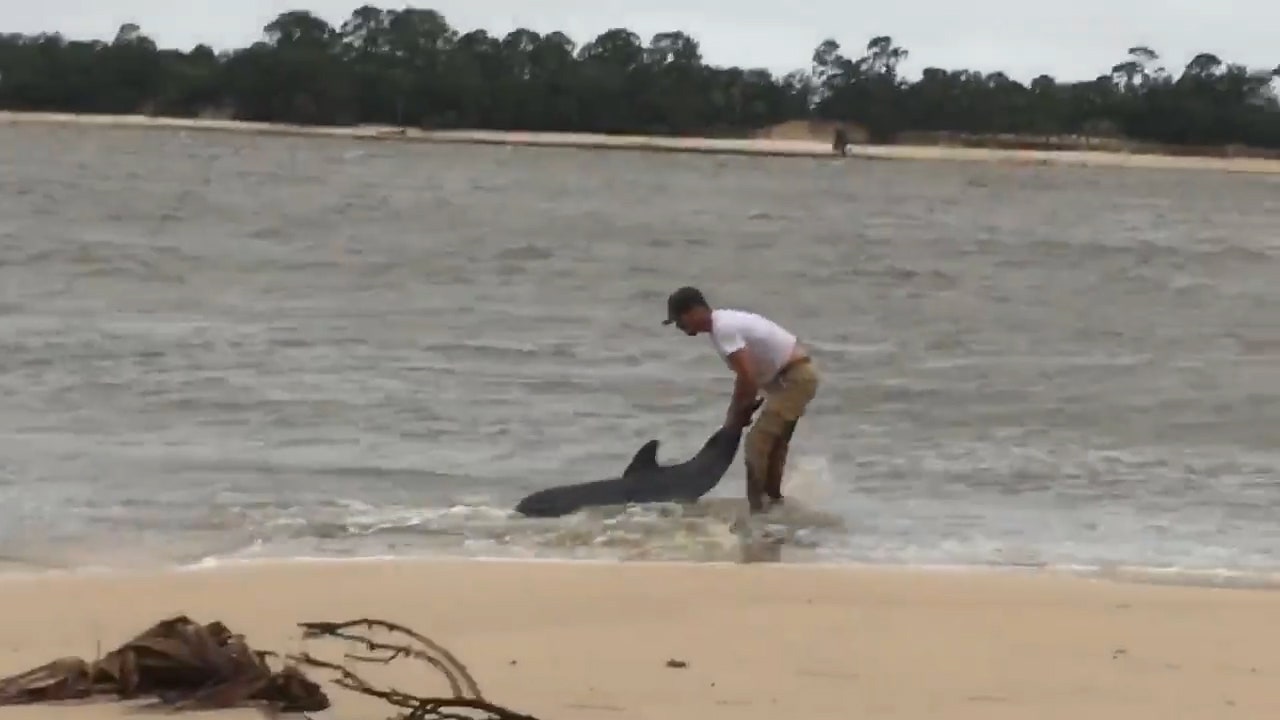 Man rescues dolphin trapped after Michael | FOX 9 Minneapolis-St. Paul