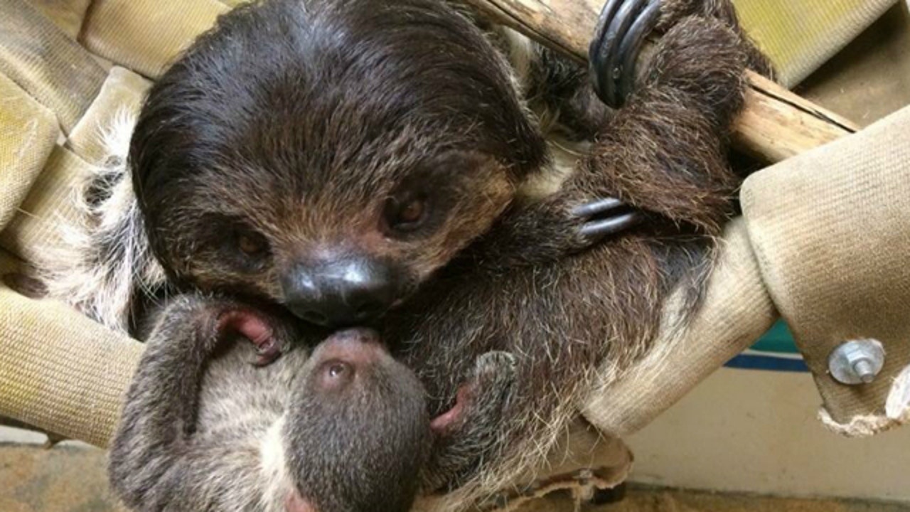 Sloth baby born at Minnesota Zoo | FOX 9 Minneapolis-St. Paul