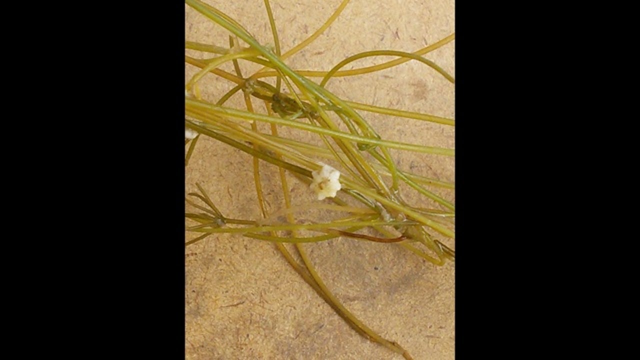 Starry stonewort found in three more lakes | FOX 9 Minneapolis-St. Paul