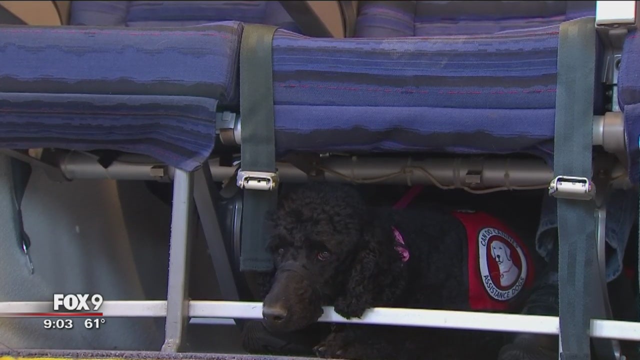 "Can Do Canines" teaches service dogs how to fly | FOX 9 Minneapolis-St ...
