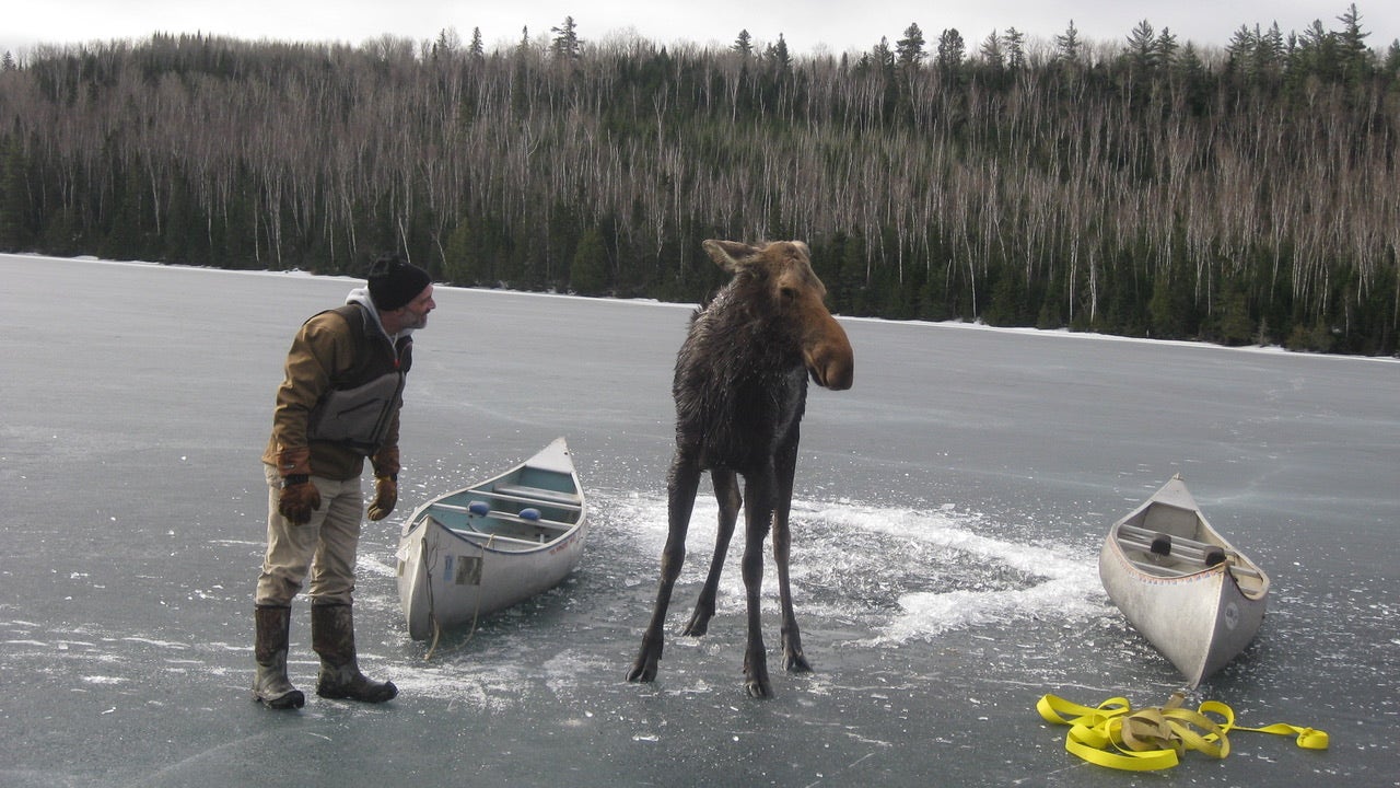 Moose rescued after falling through ice in northern Minnesota | FOX 9 ...