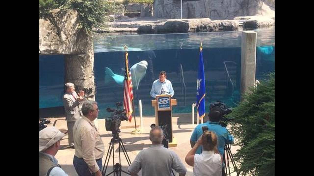 Beluga whale's epic photobomb at Connecticut Gov. news conference