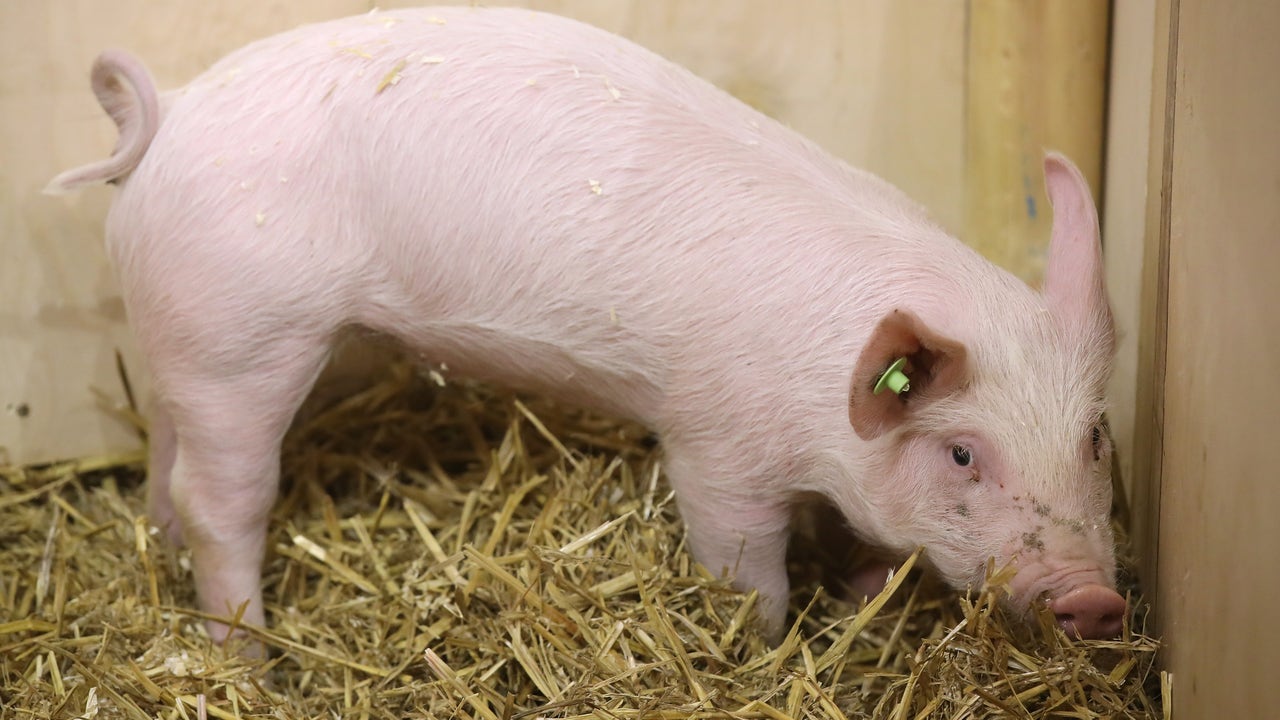 Pork prices surge globally as China struggles with deadly pig plague ...