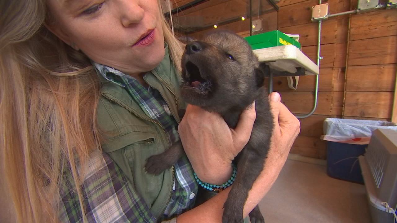 WOLF WEEK: Meeting wolf puppies at Wildlife Science Center | FOX 9 ...
