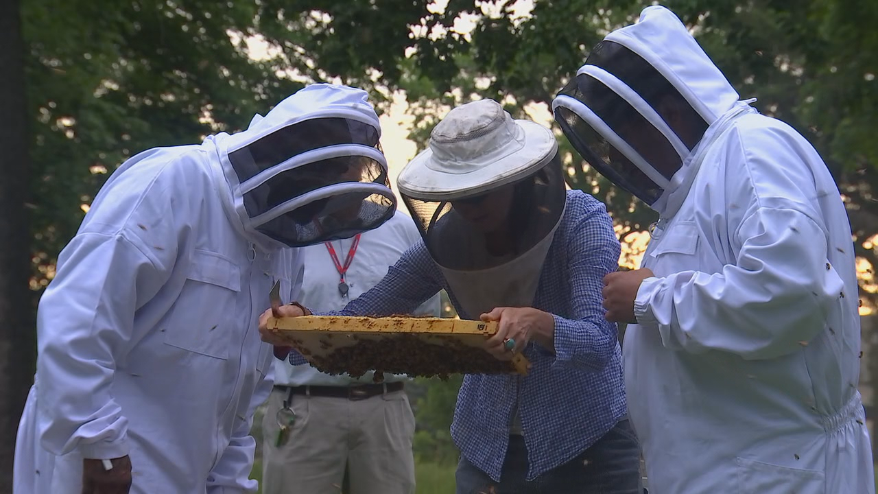 Busy with bees: Faribault prison inmates abuzz with new program | FOX 9 ...