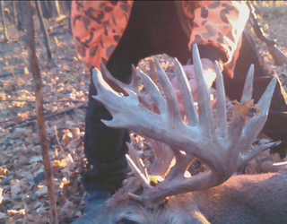 36 point buck