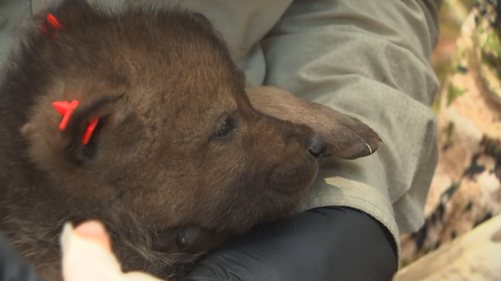 WOLF WEEK: Inside the wolf den | FOX 9 Minneapolis-St. Paul