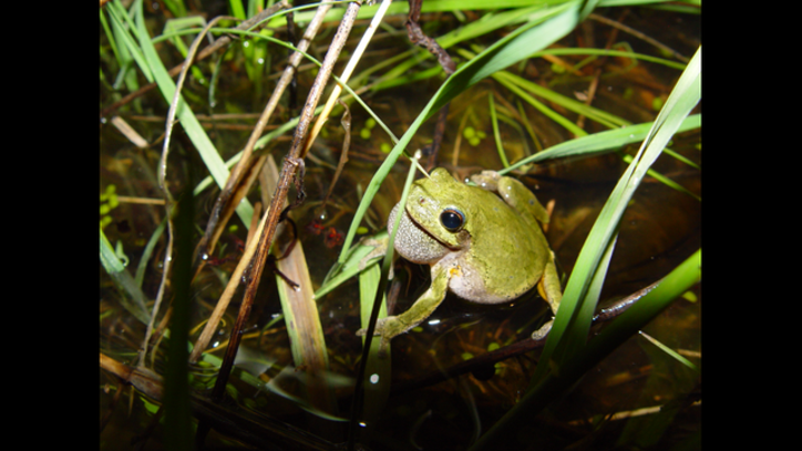 Minnesota DNR needs your help counting frogs and toads | FOX 9 ...