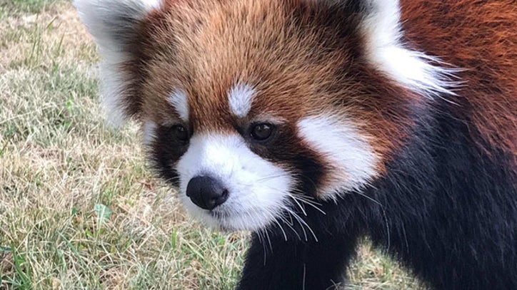 Red panda escapes Fargo zoo, later found in pine tree | FOX 9 ...