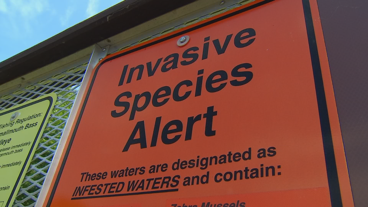 Increased effort this weekend on St. Croix River against invasive ...