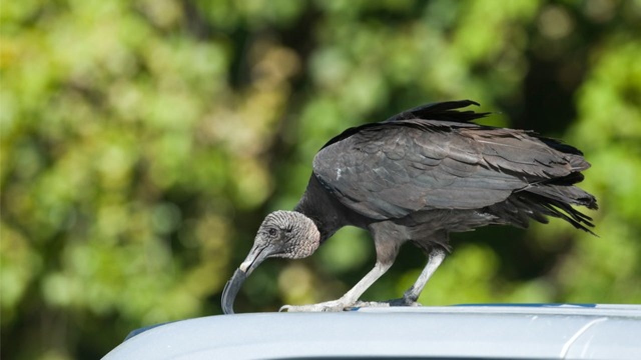 Vomiting vultures ruining vacation home | FOX 9 Minneapolis-St. Paul