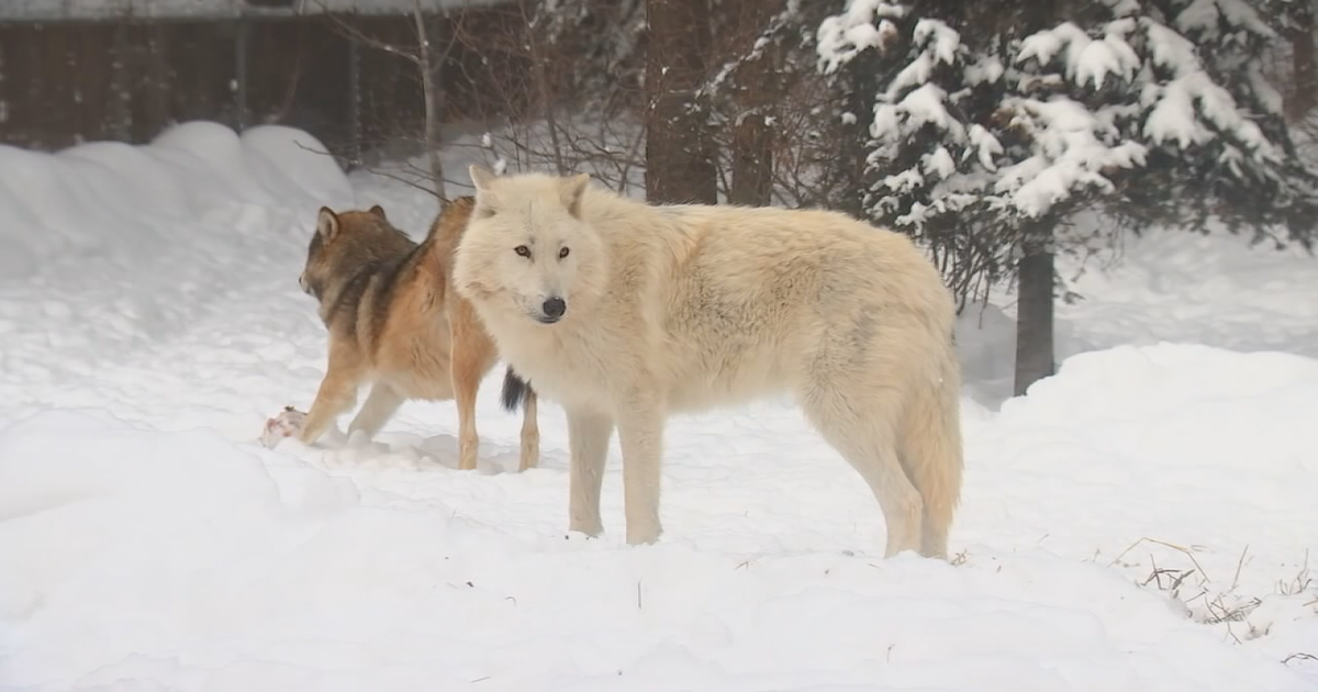 WOLF WEEK: From reviled to revered, Minnesota's changing relationship ...
