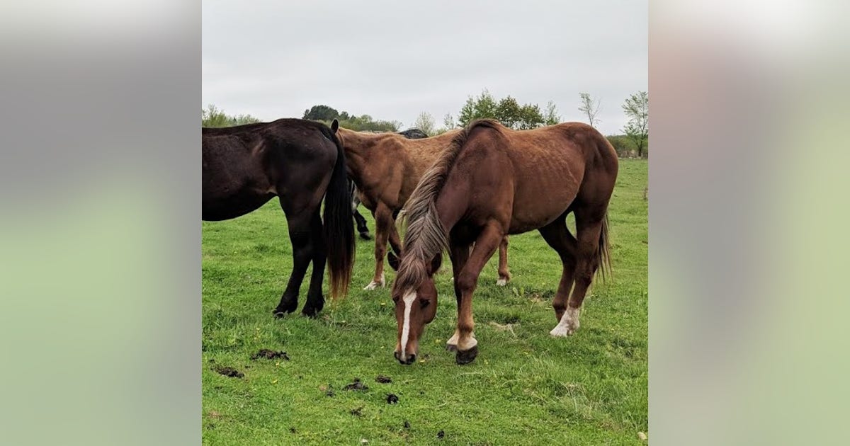 Animal Humane Society helps rescue nearly 60 horses in 'poor shape' in ...