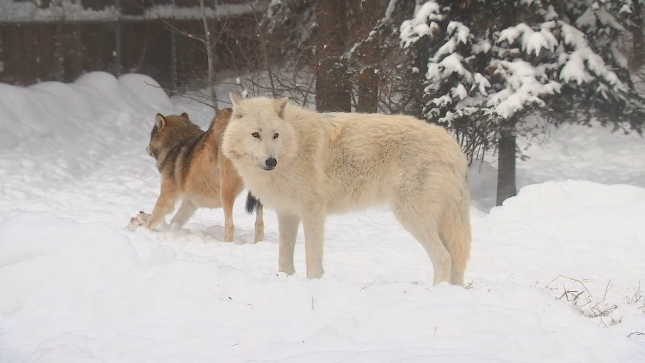 WOLF WEEK: From reviled to revered, Minnesota's changing relationship ...