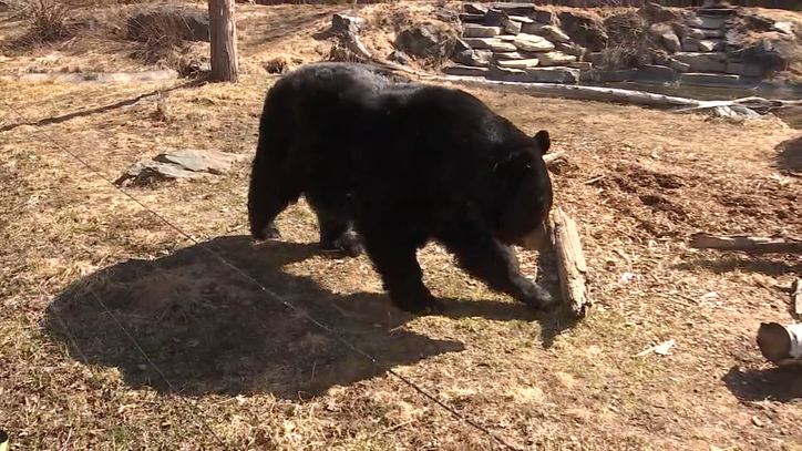 BEAR WEEK: Black bear range expanding south in Minnesota | FOX 9 ...