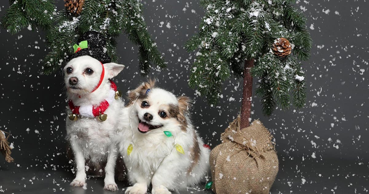 Christmas photo of dog suffering 'existential crisis' goes viral on ...