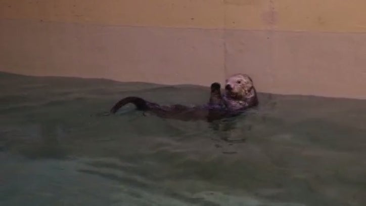 Minnesota Zoo sea otter recovering from first-of-its-kind flipper ...