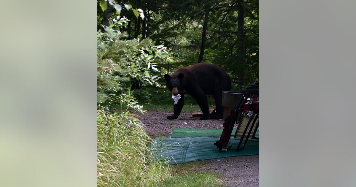 DNR: Bear sightings on the rise in northern Minnesota due to natural ...