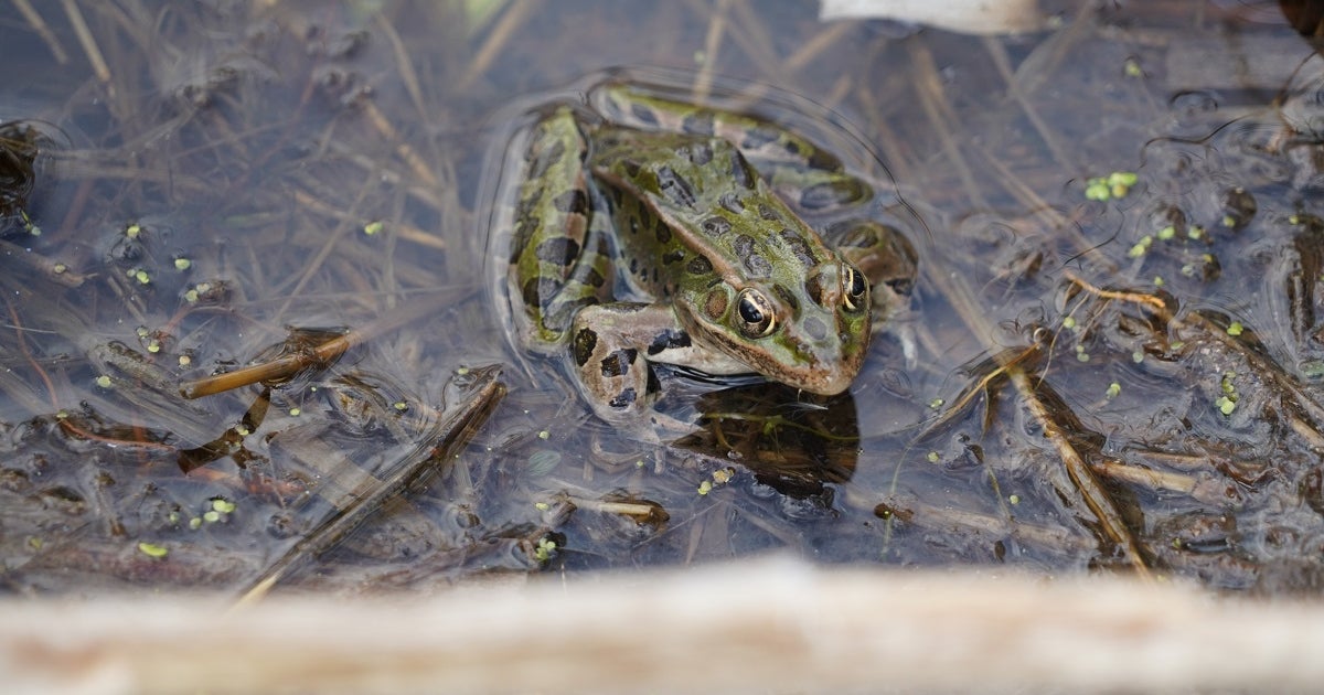 Un-Frog-getable: What happened to Minnesota’s deformed frogs? | FOX 9 ...