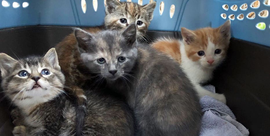 Feral Kittens